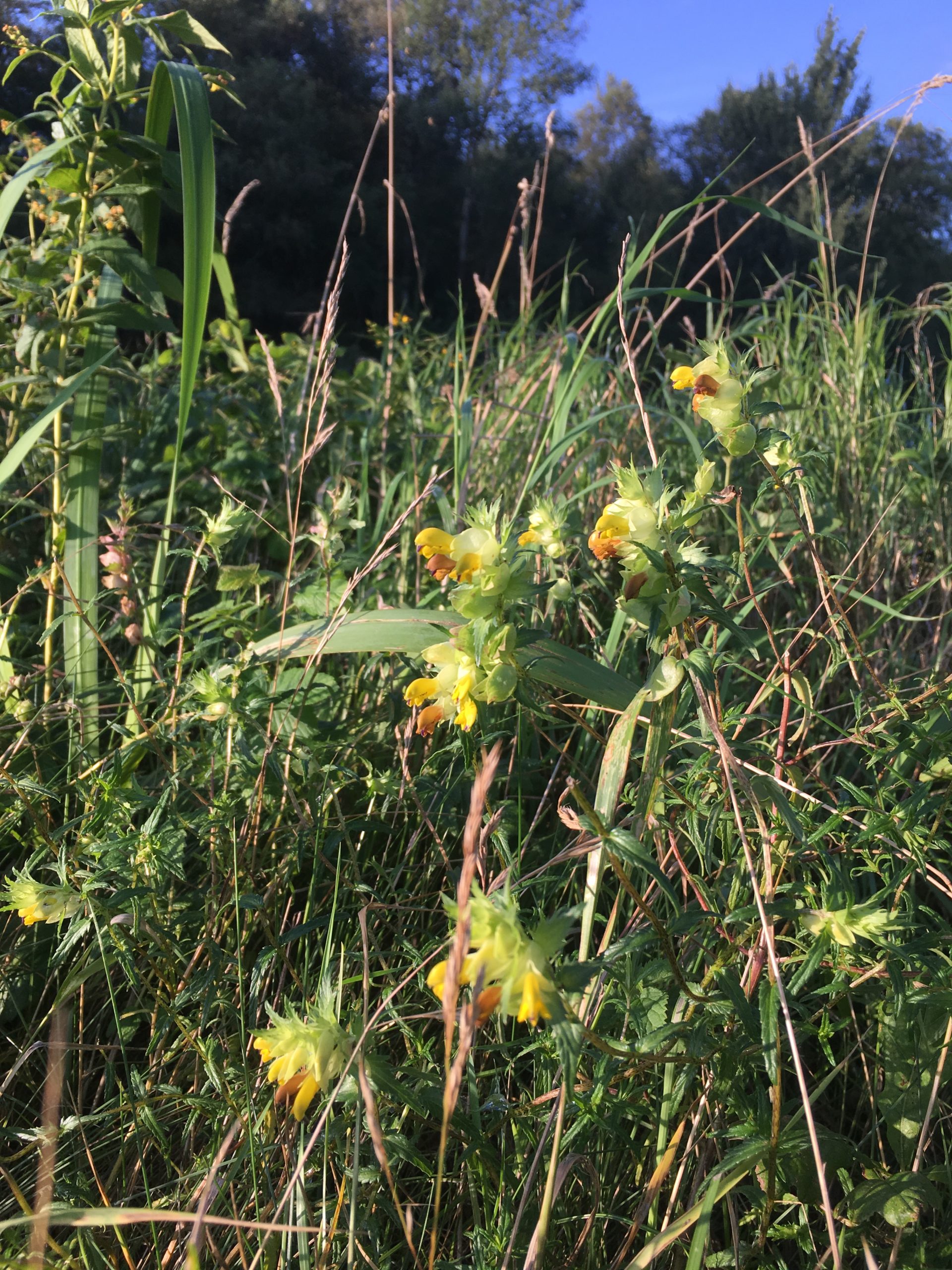 Geliebter kleiner Schmarotzer – Meine kleine Wiese