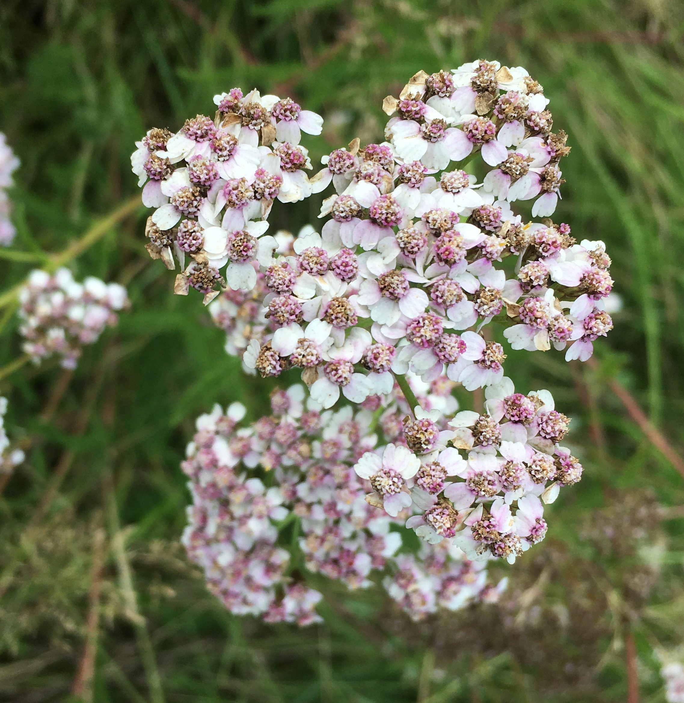 Schafgarbe mit rosa Touch – Meine kleine Wiese
