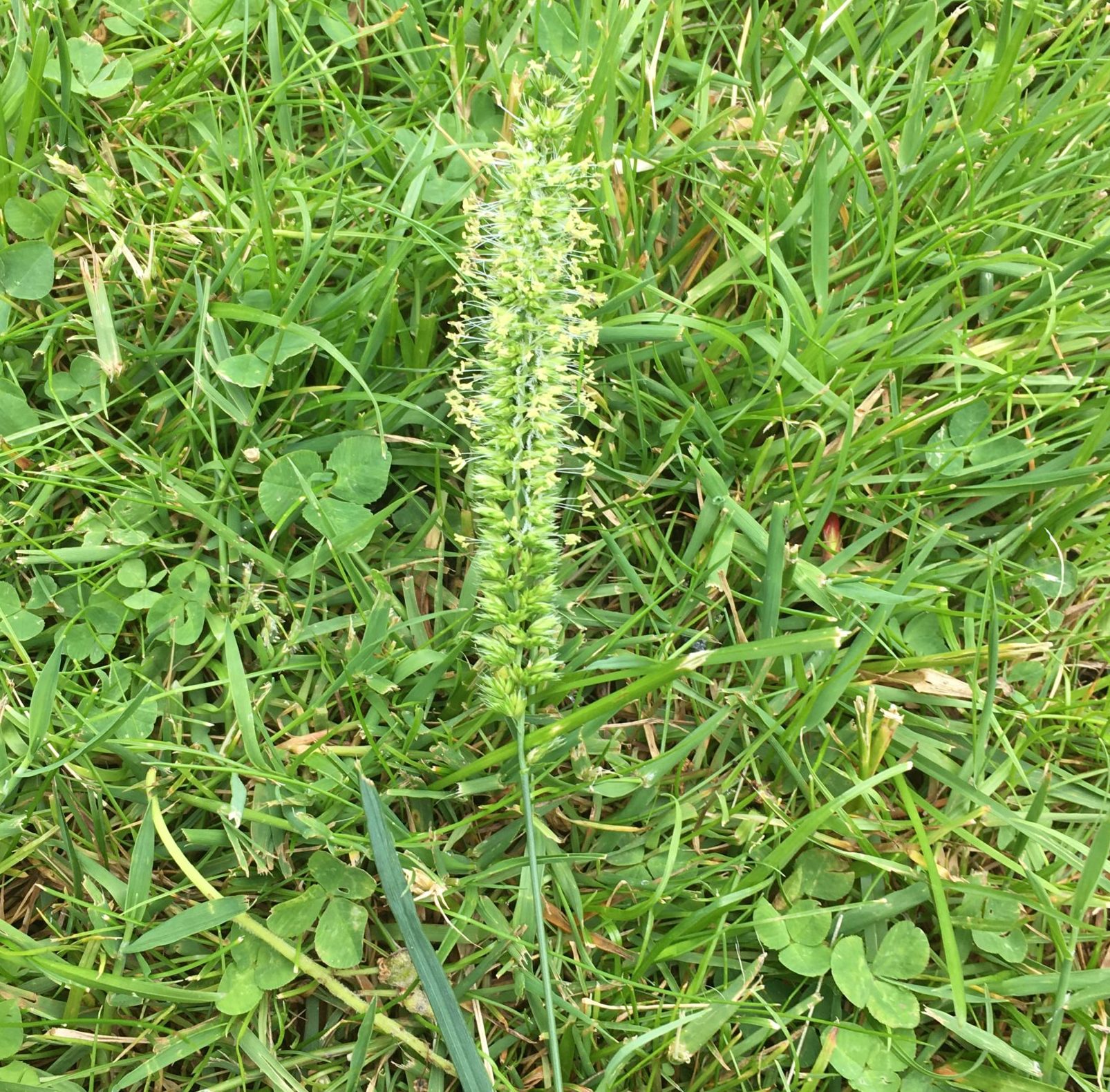 Nostalgie – Meine kleine Wiese