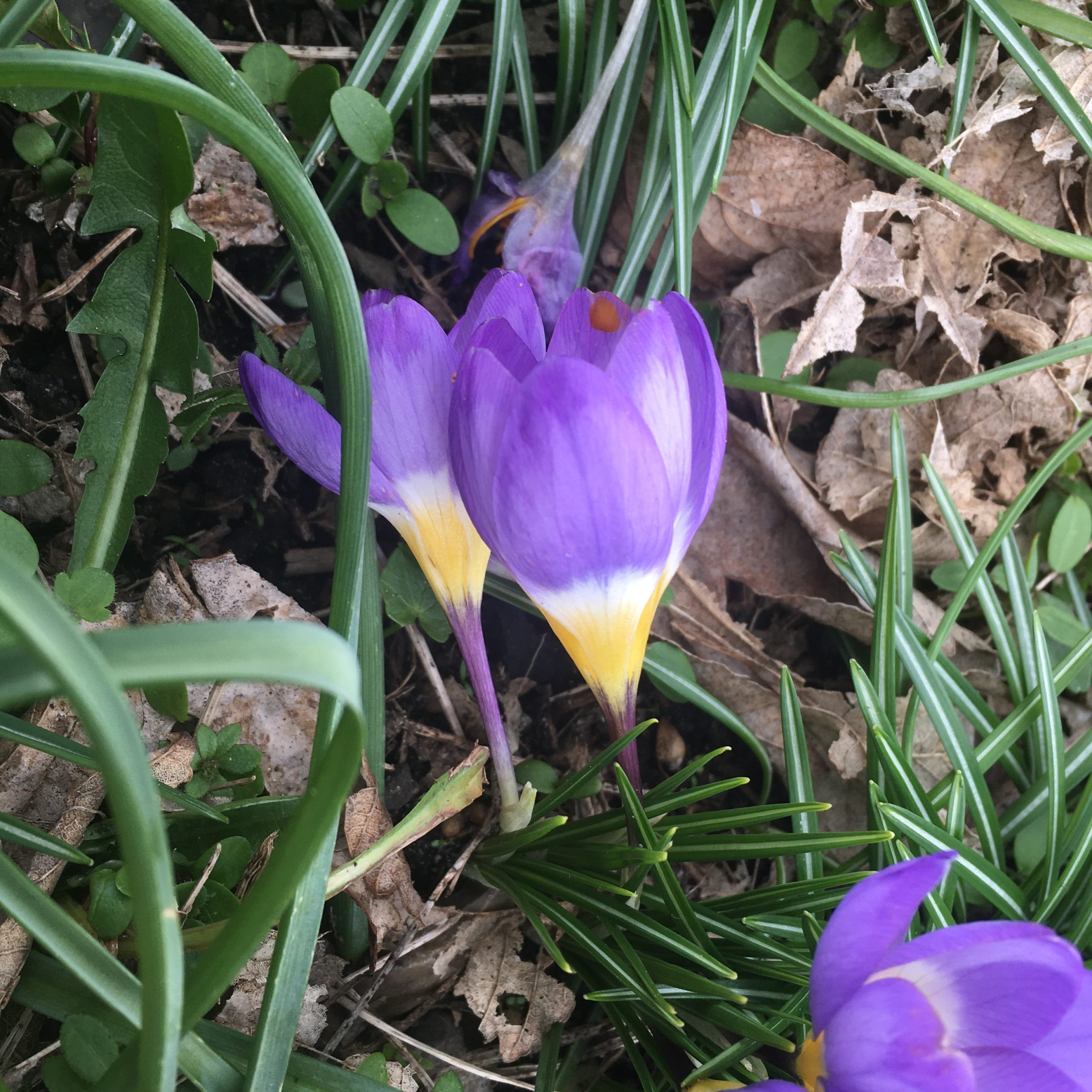 Die Krokus-Tricolore – Meine kleine Wiese