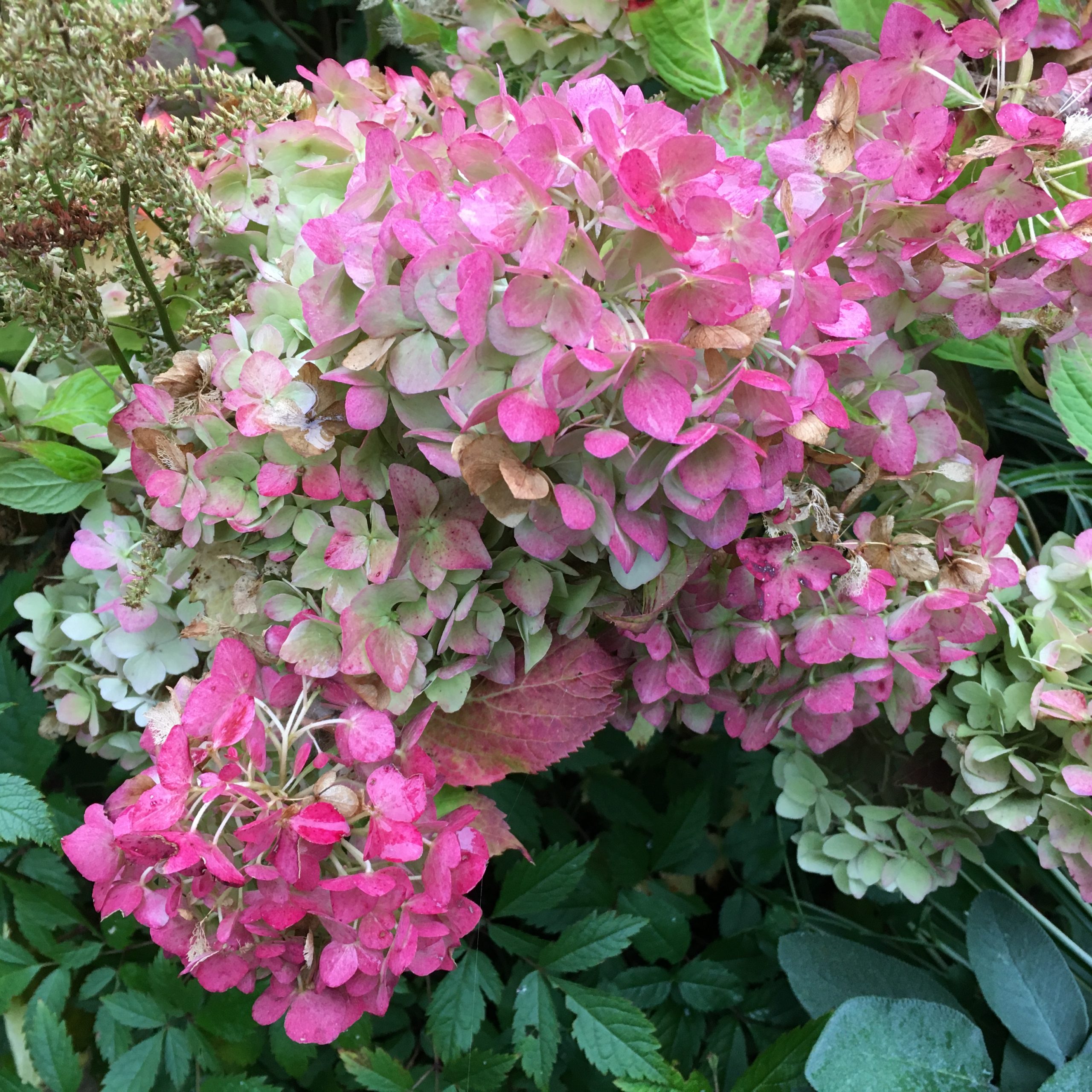 Herbstbeginn im Garten – Meine kleine Wiese