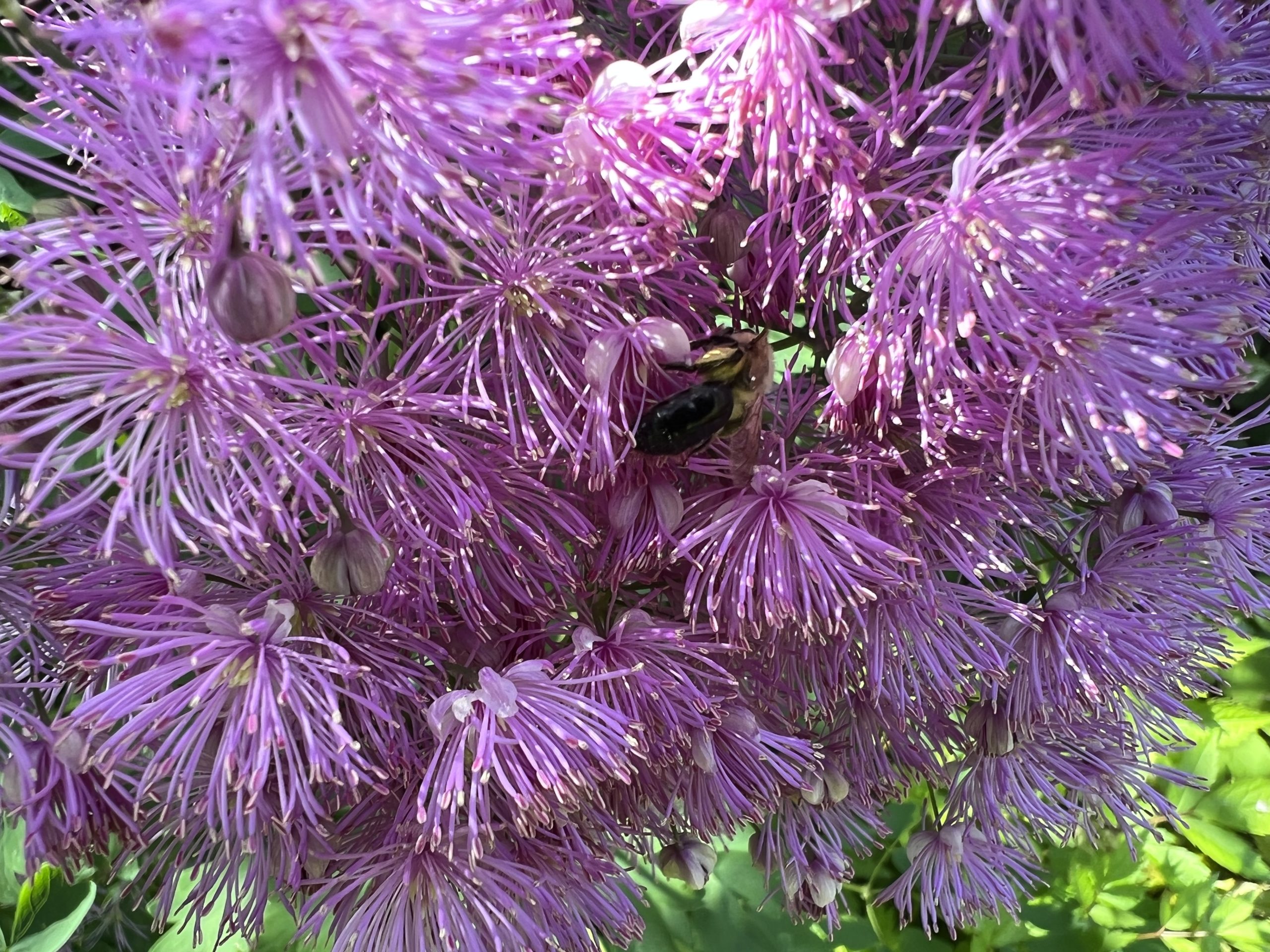 Heimische Exotin – Meine kleine Wiese