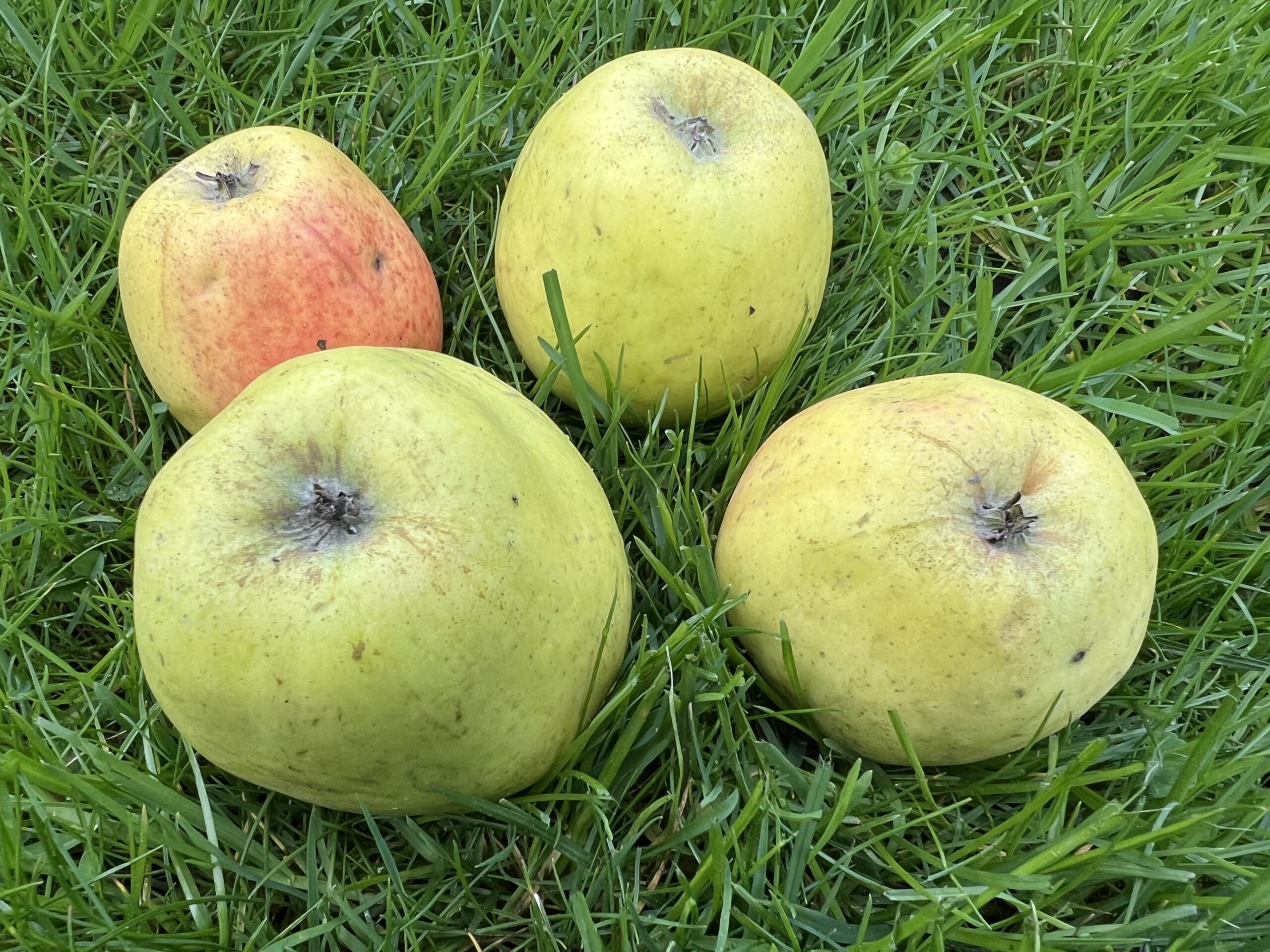 Einen Apfelkern pflanzen – Meine kleine Wiese