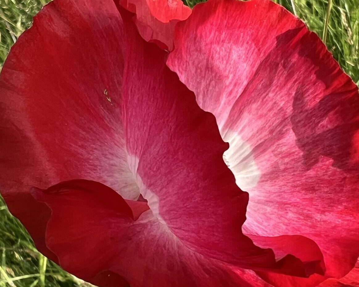 Poppy-Passion – Meine kleine Wiese